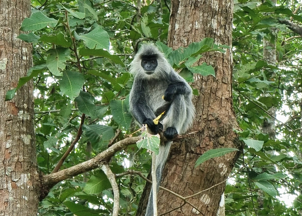 Angkor Center Conservation and Biodiversity - Cambodian Travel Partner